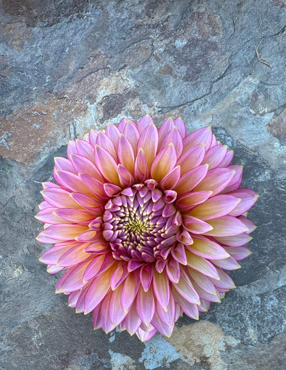 Products – Olympic View Dahlias