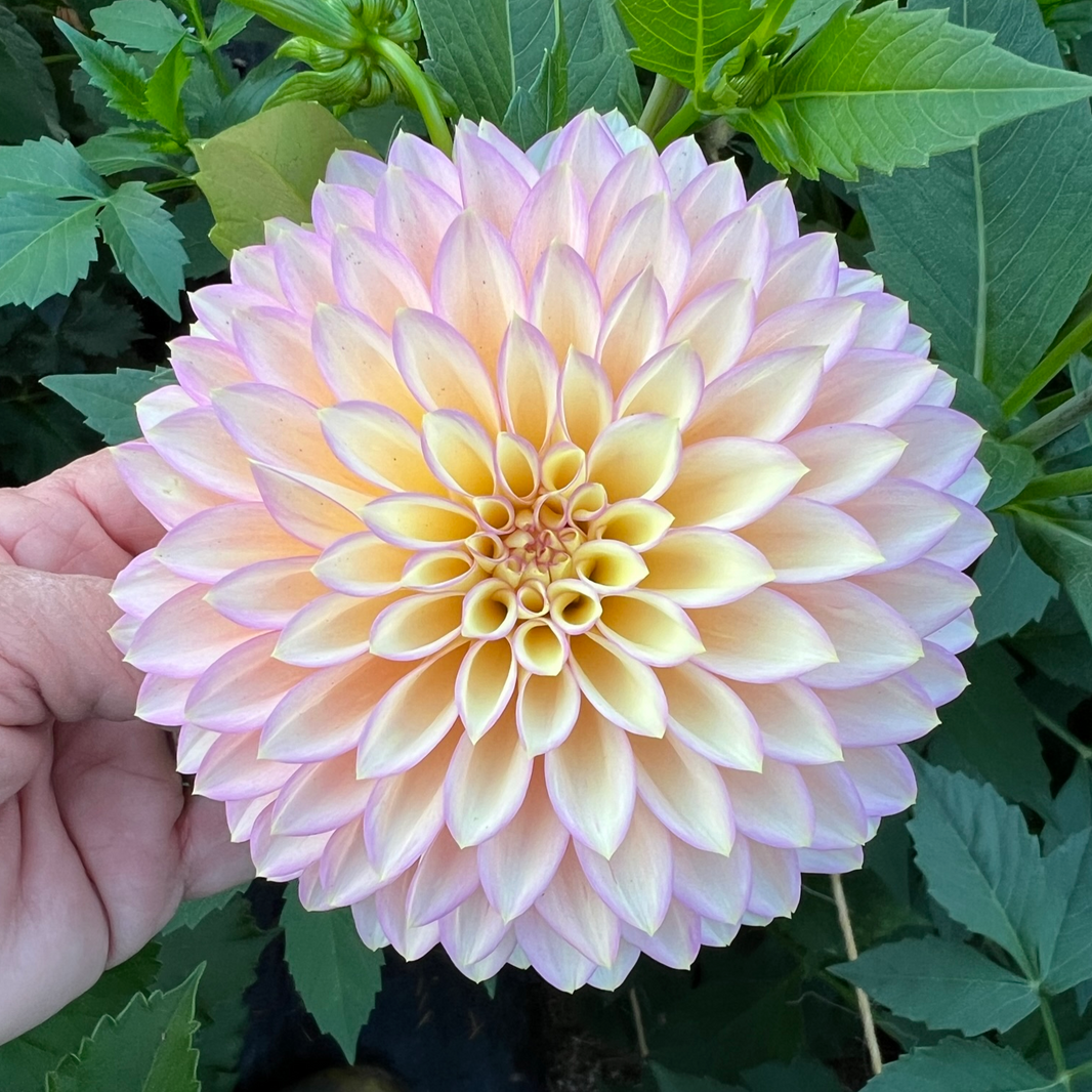 Olympic View Dahlias