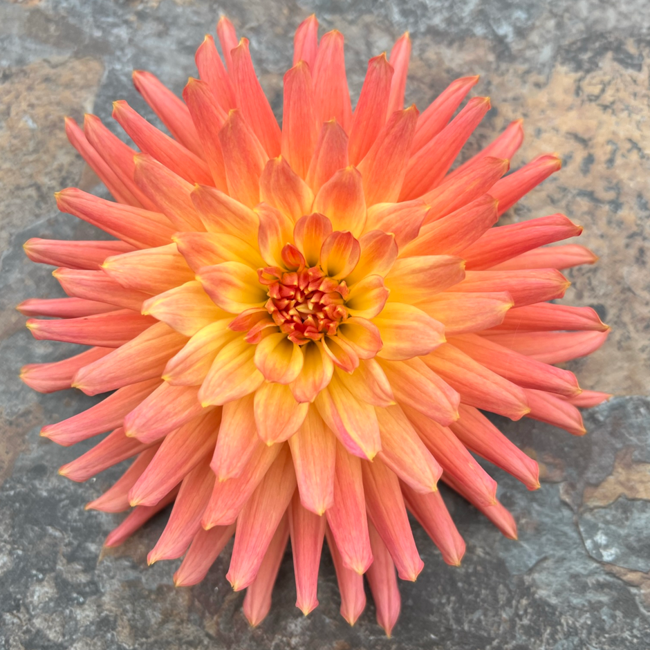 Products – Olympic View Dahlias